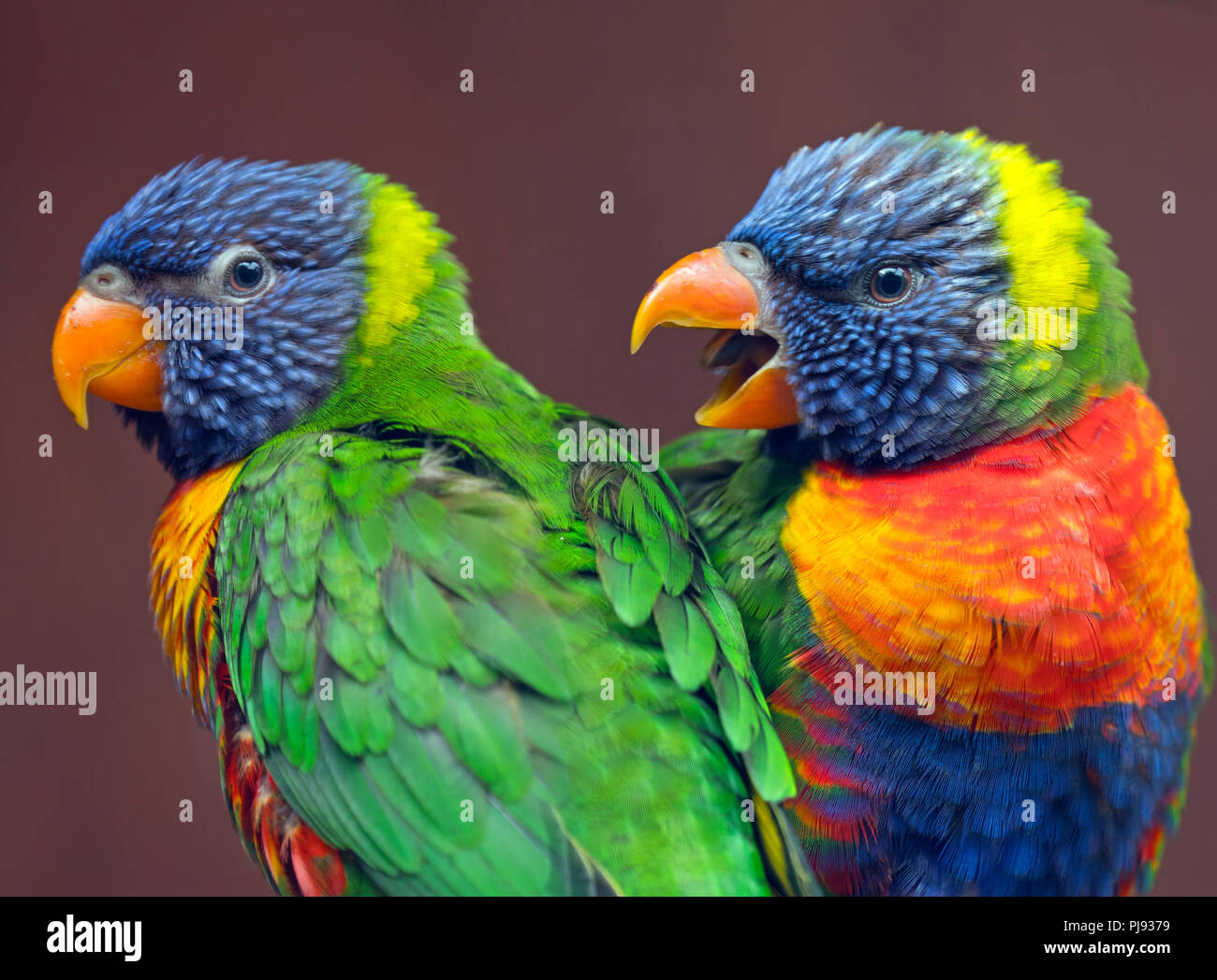 Rainbow lorikeet Trichoglossus moluccanus Stock Photo - Alamy