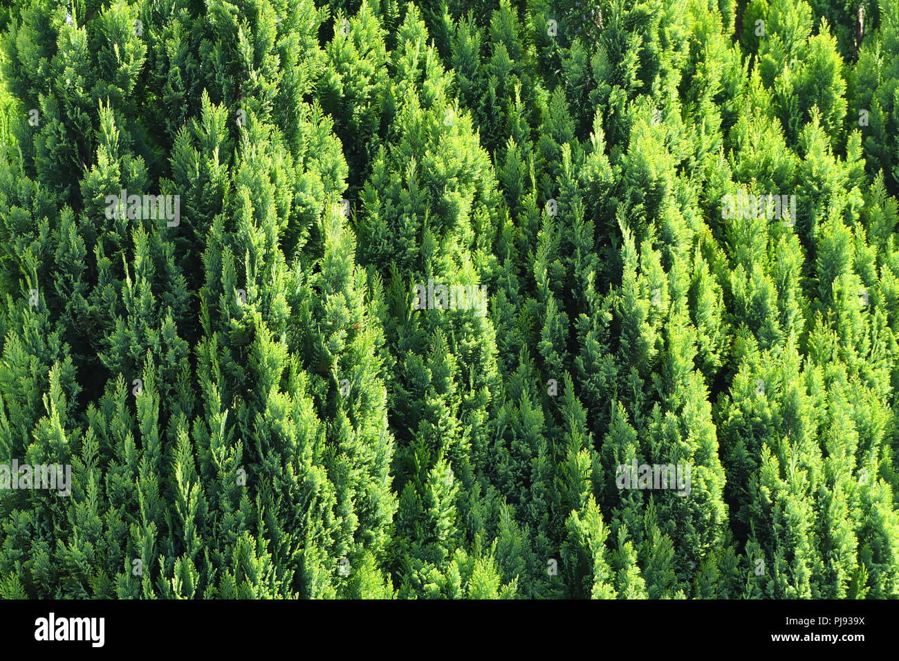 Green conifer hi-res stock photography and images - Alamy