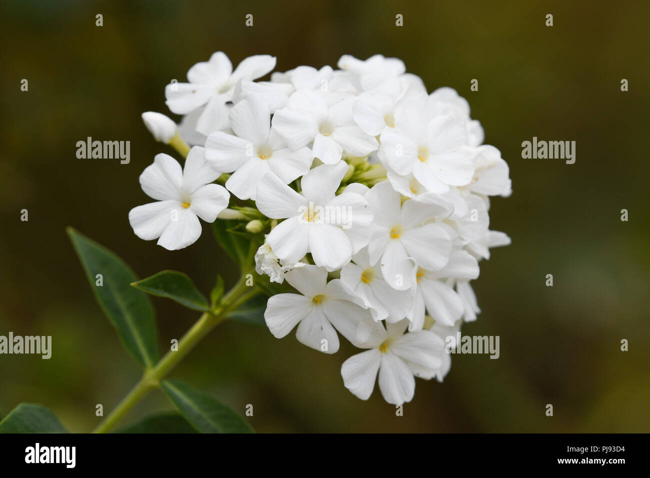 white phlox flowers Stock Photo - Alamy