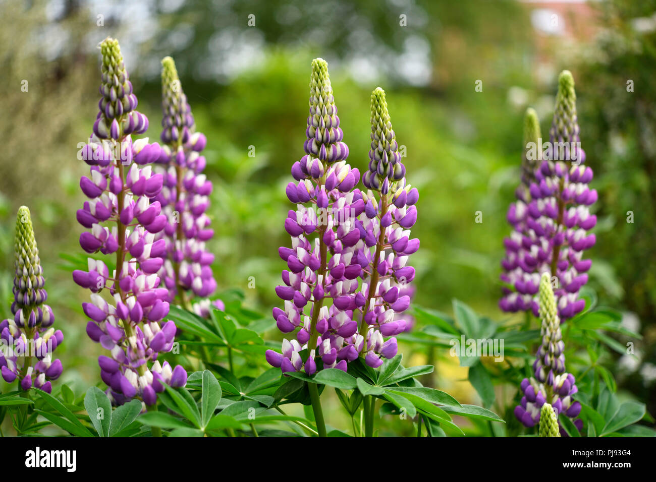 Lupinen hi-res stock photography and images - Alamy