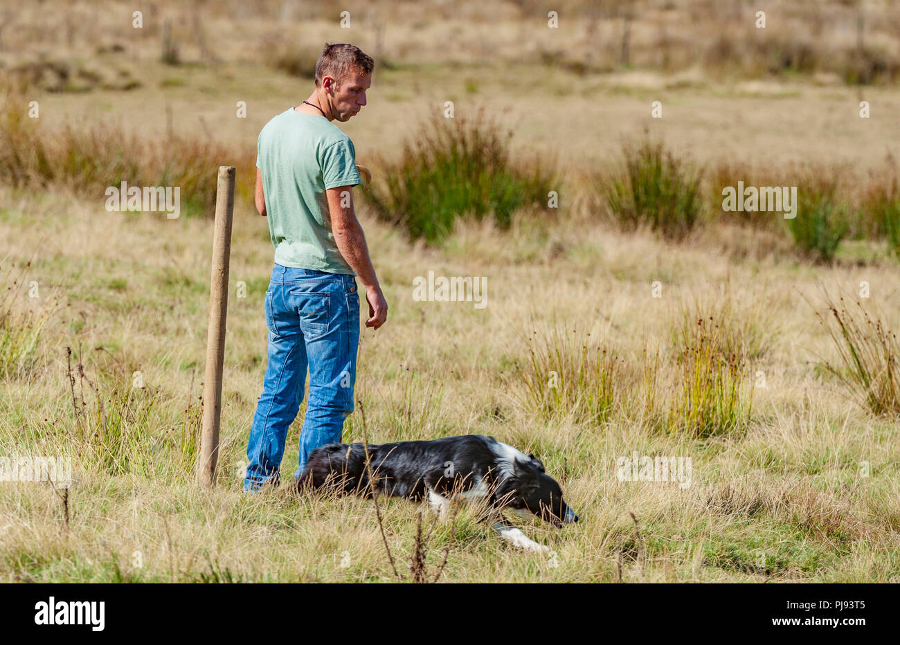Longshaw Sheep Dog Trials, Peak District, Derbyshire, UK. The Longshaw ...