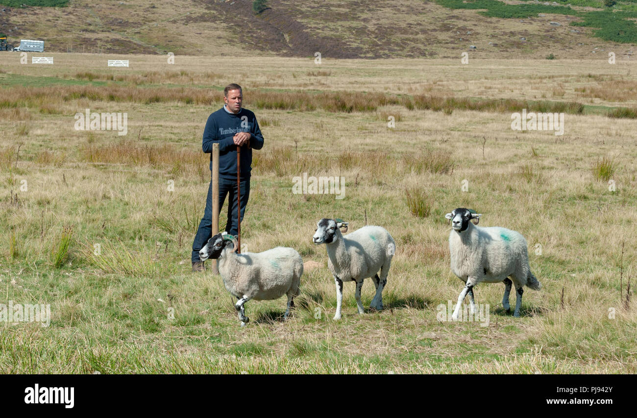 Longshaw Sheep Dog Trials, Peak District, Derbyshire, UK. The Longshaw ...