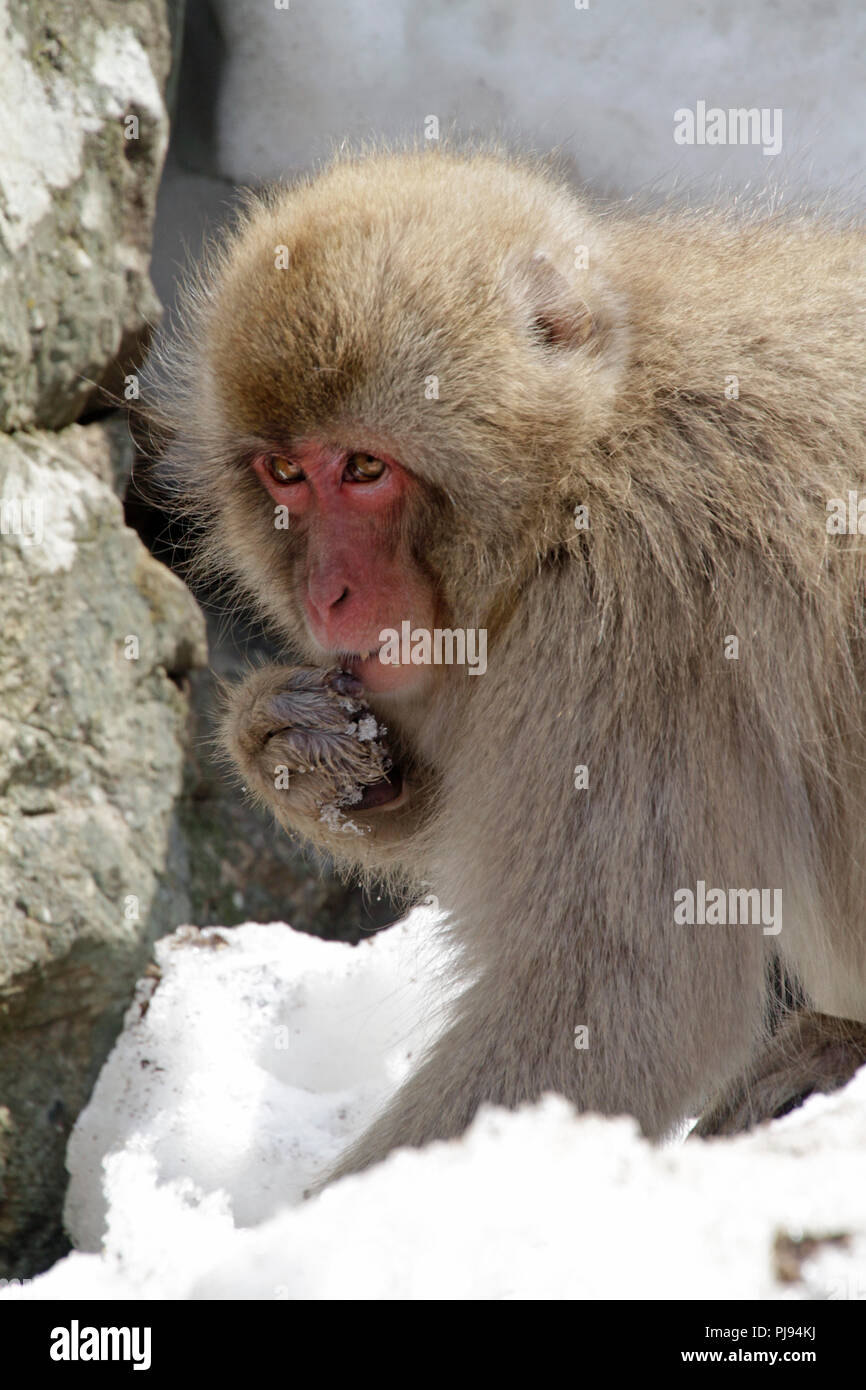 Japanese macaque snowball hi-res stock photography and images - Alamy