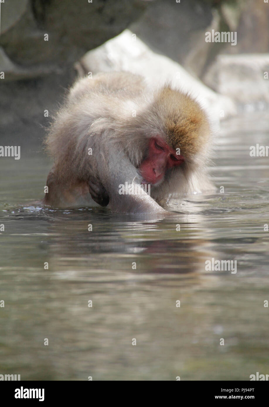 Japanese monkey snowball hi-res stock photography and images - Alamy