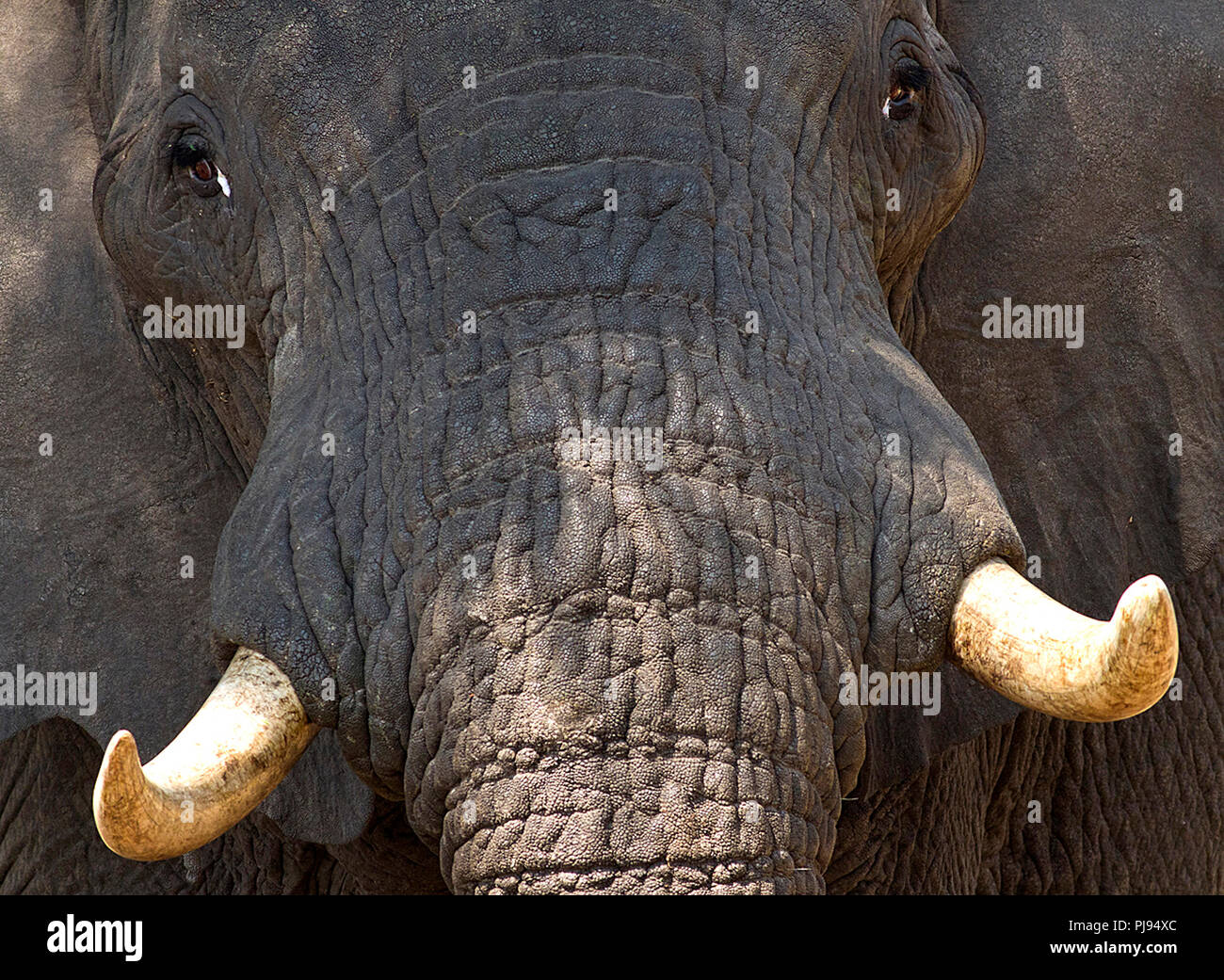As elephant bulls mature they achieve their massive bulk at about 40 ...
