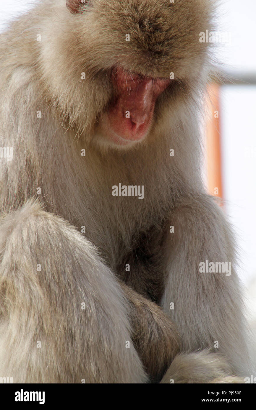 Japanese monkey snowball hi-res stock photography and images - Alamy
