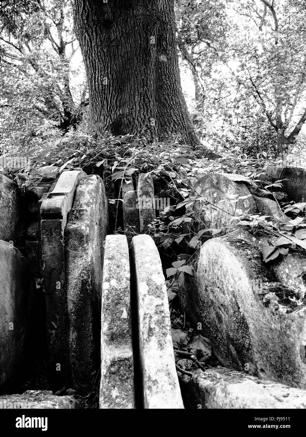 The Hardy Tree Stock Photo - Alamy