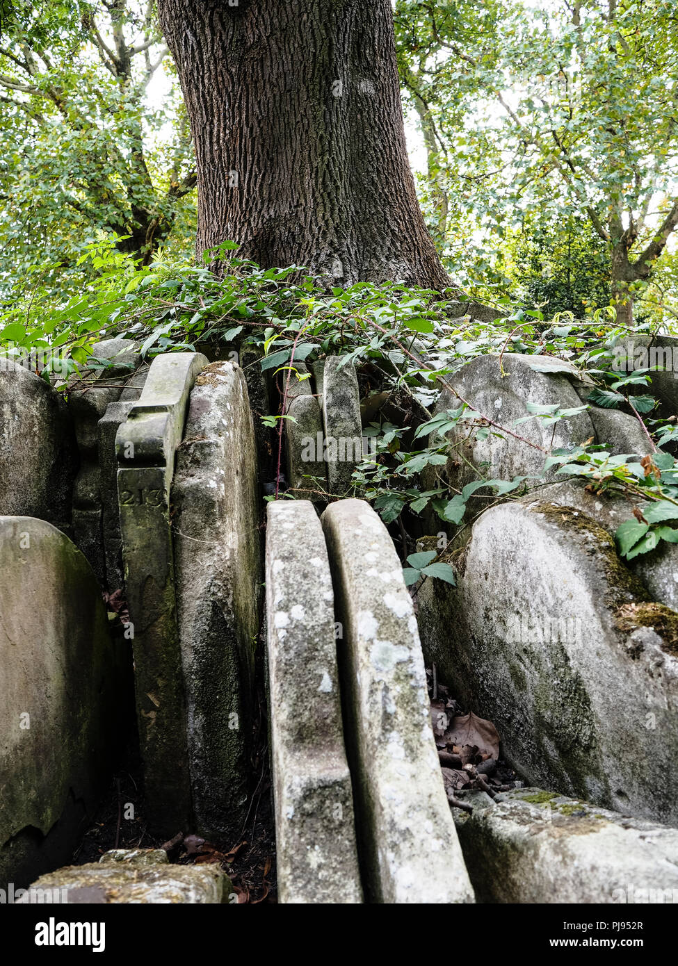 The Hardy Tree Stock Photo - Alamy