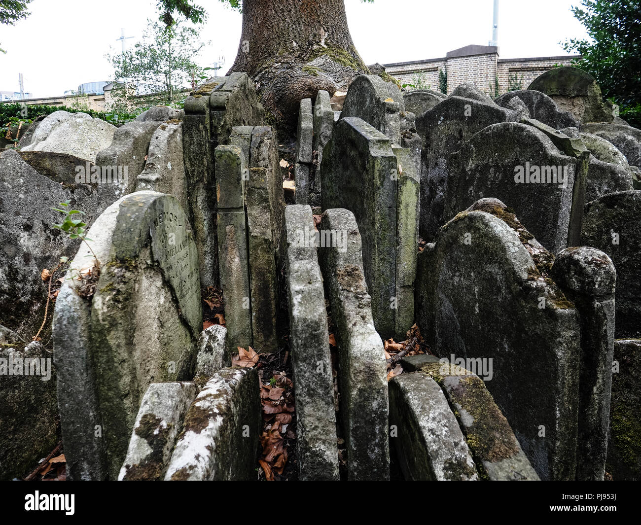 The Hardy Tree Stock Photo - Alamy