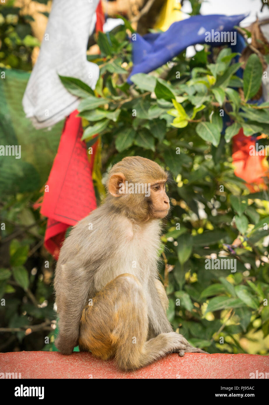 Monkey and prayer flags from Swayambunath temple in Kathmandu. Religion ...