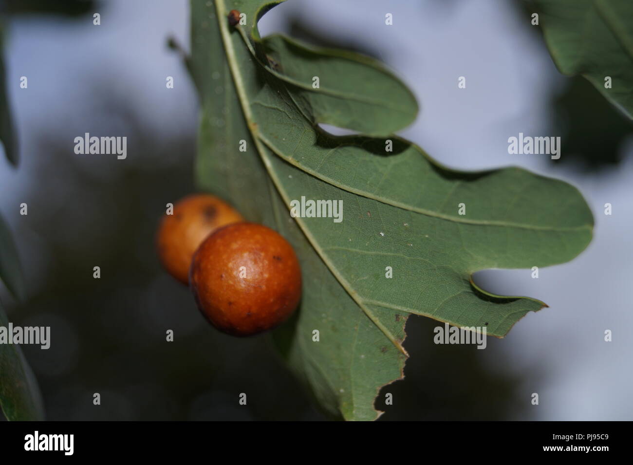 Gall wasp balls hi-res stock photography and images - Alamy