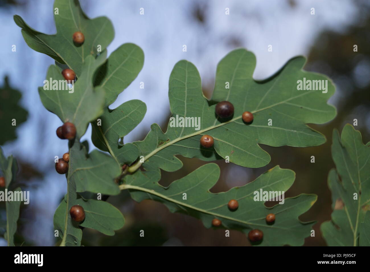 cynips quercusfolii gall balls on oak leaf Stock Photo - Alamy