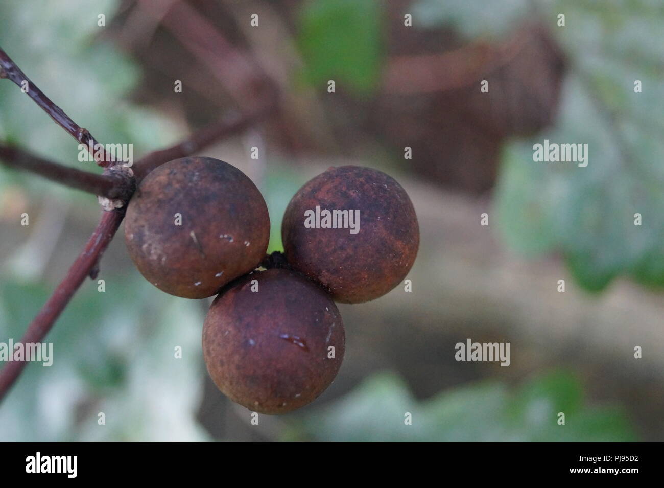 cynips quercusfolii gall balls on oak leaf Stock Photo - Alamy