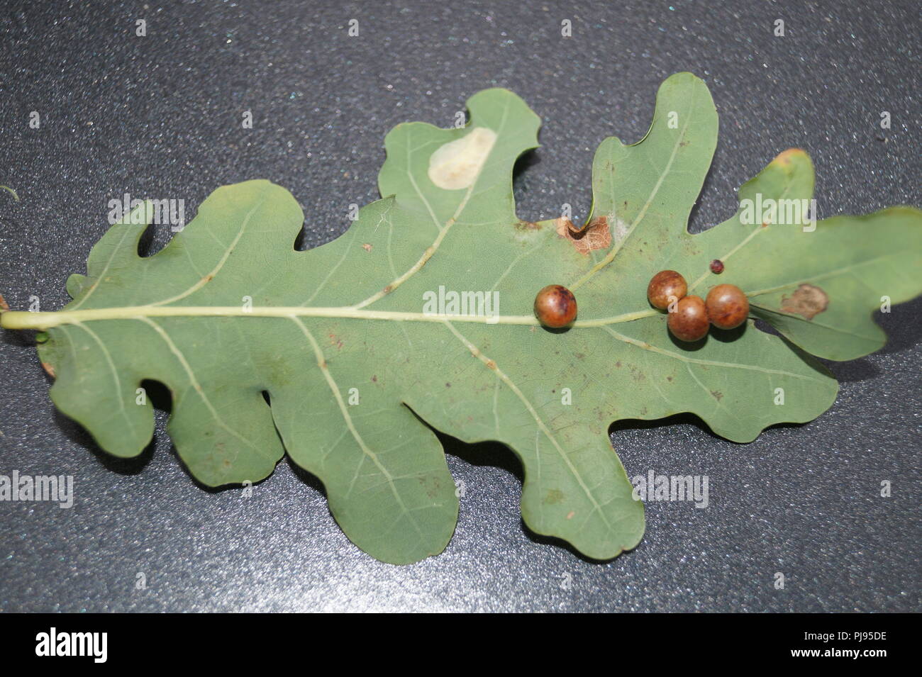 cynips quercusfolii gall balls on oak leaf Stock Photo - Alamy