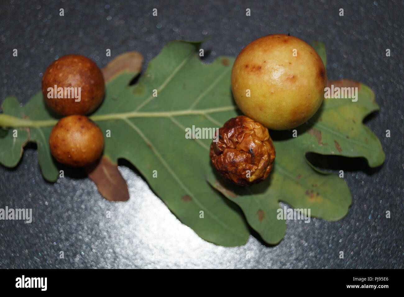 cynips quercusfolii gall balls on oak leaf Stock Photo - Alamy