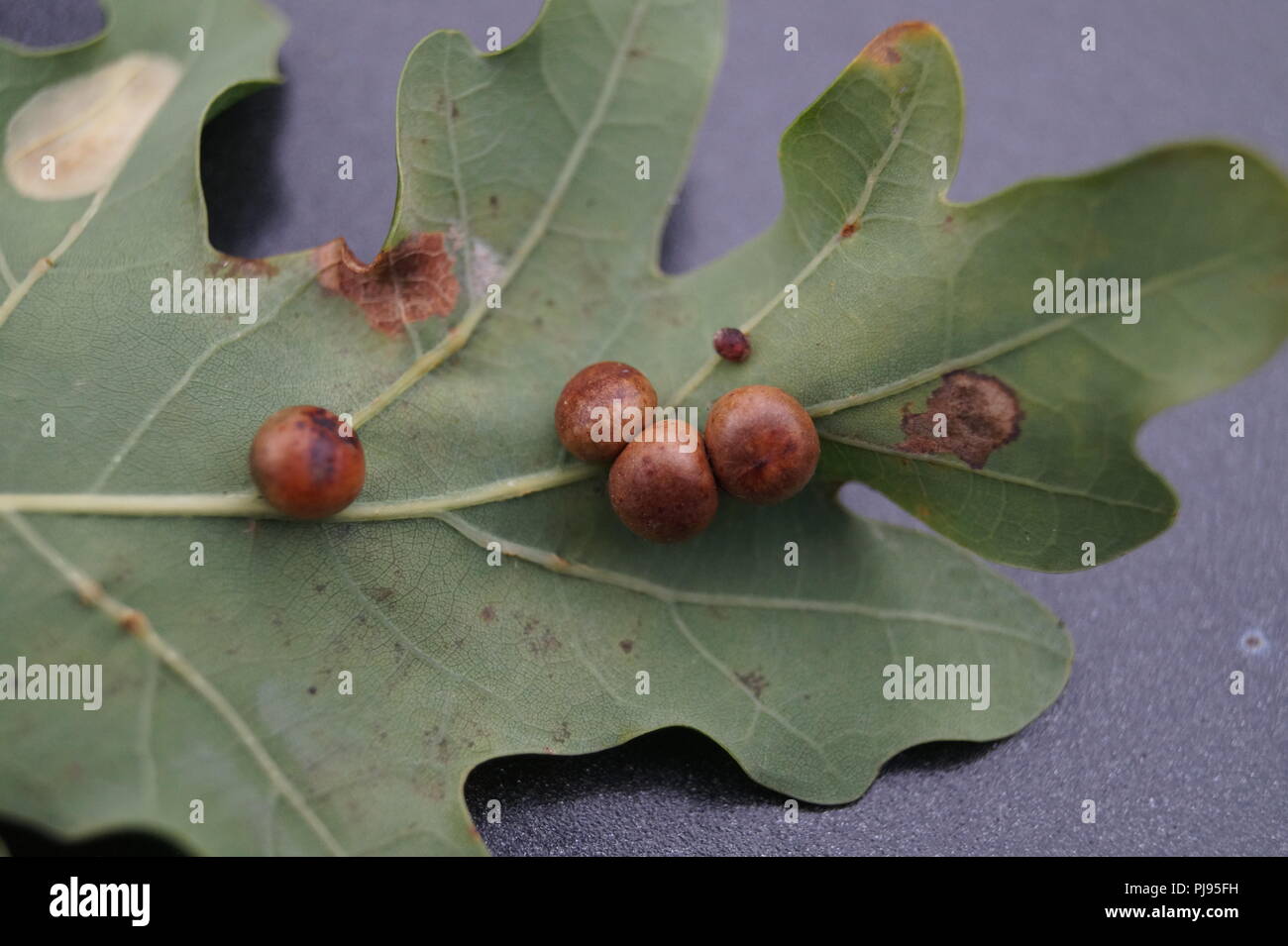 cynips quercusfolii gall balls on oak leaf Stock Photo - Alamy