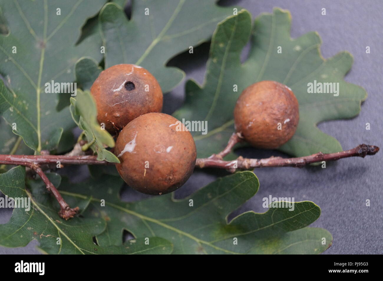 cynips quercusfolii gall balls on oak leaf Stock Photo - Alamy