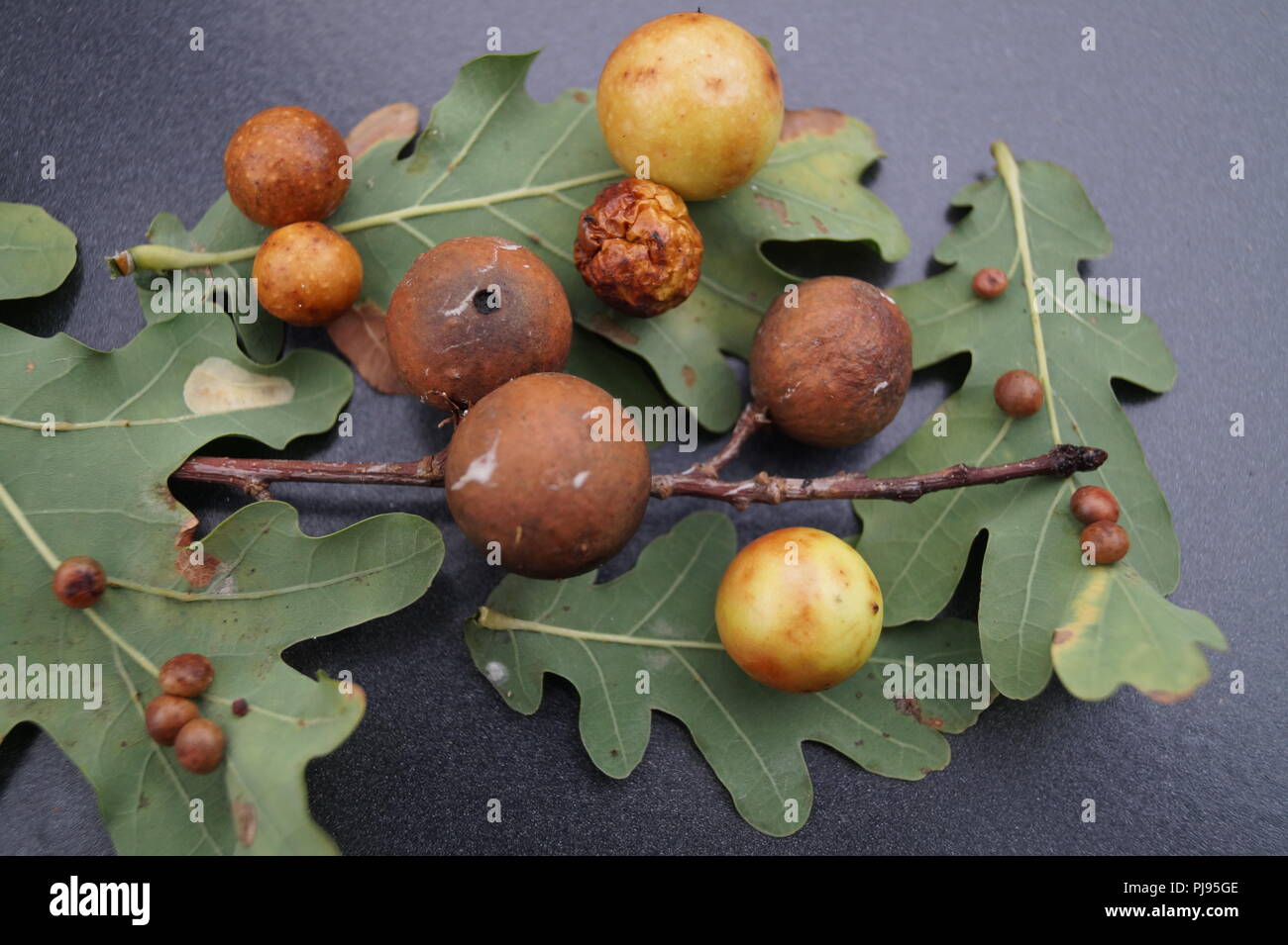 cynips quercusfolii gall balls on oak leaf Stock Photo - Alamy
