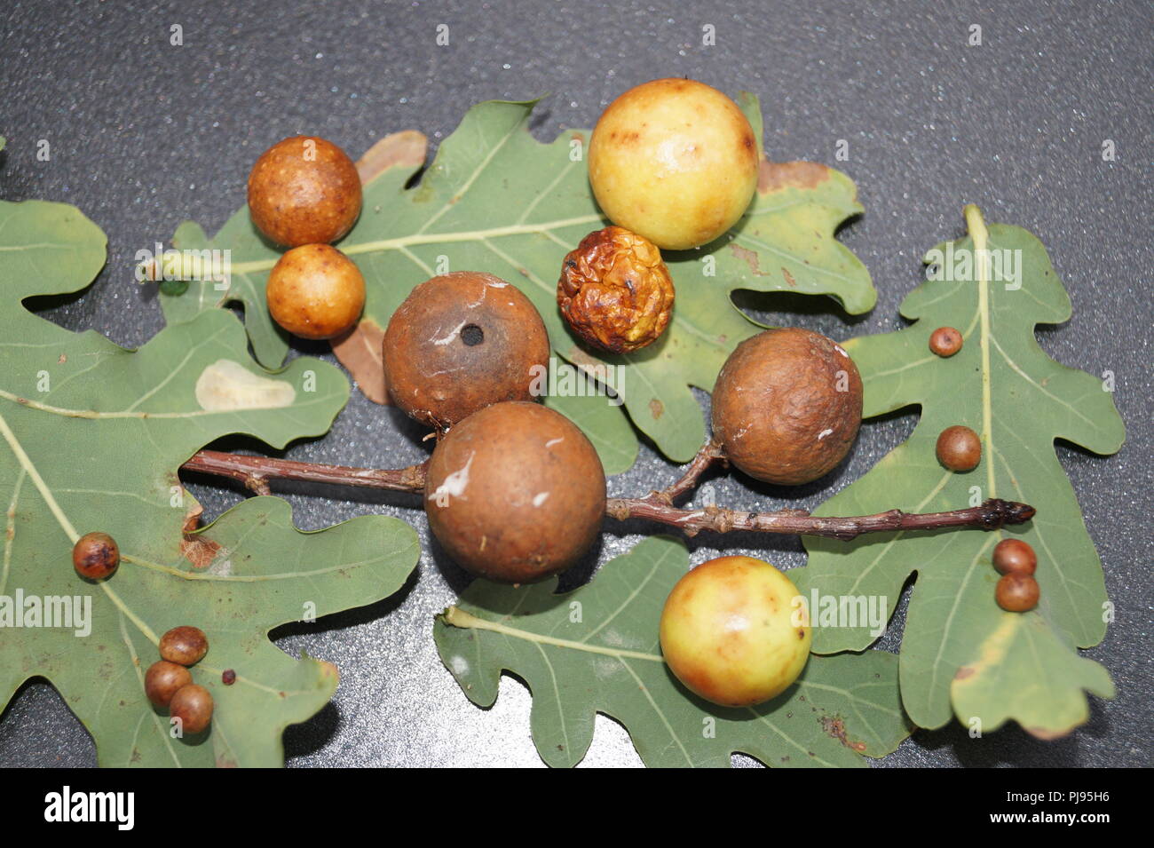 Oak leaf gall white background hi-res stock photography and images - Alamy