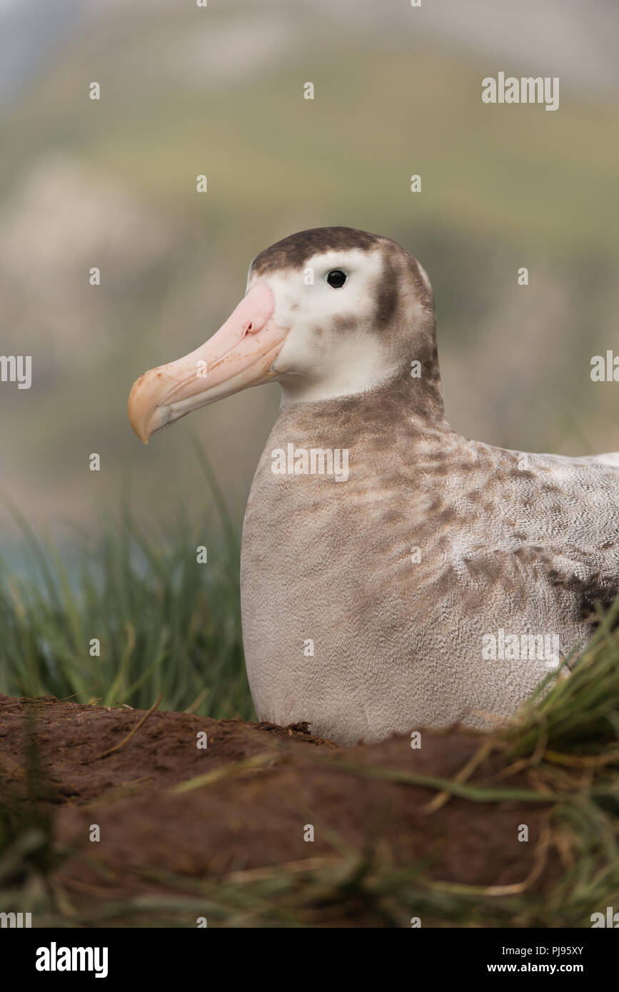 A young female Wandering Albatross on Bird Island, South Georgia in the ...