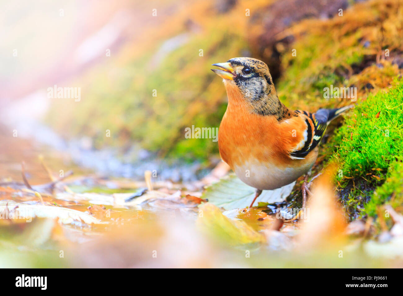 beautiful bird drinks water in the forest wells , wildlife in the ...