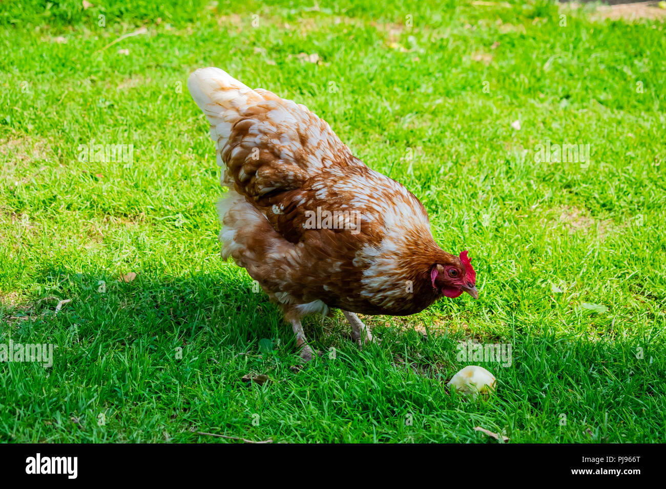 Chicken bird hi-res stock photography and images - Alamy