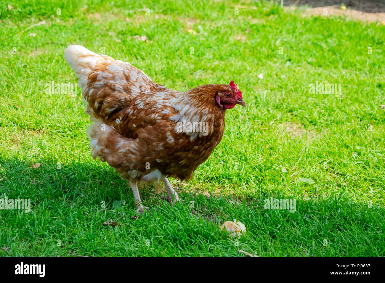 Lawn poultry hi-res stock photography and images - Alamy