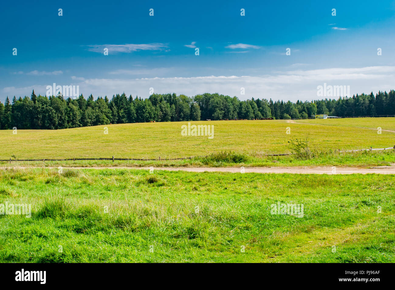 Meadow forest hi-res stock photography and images - Alamy