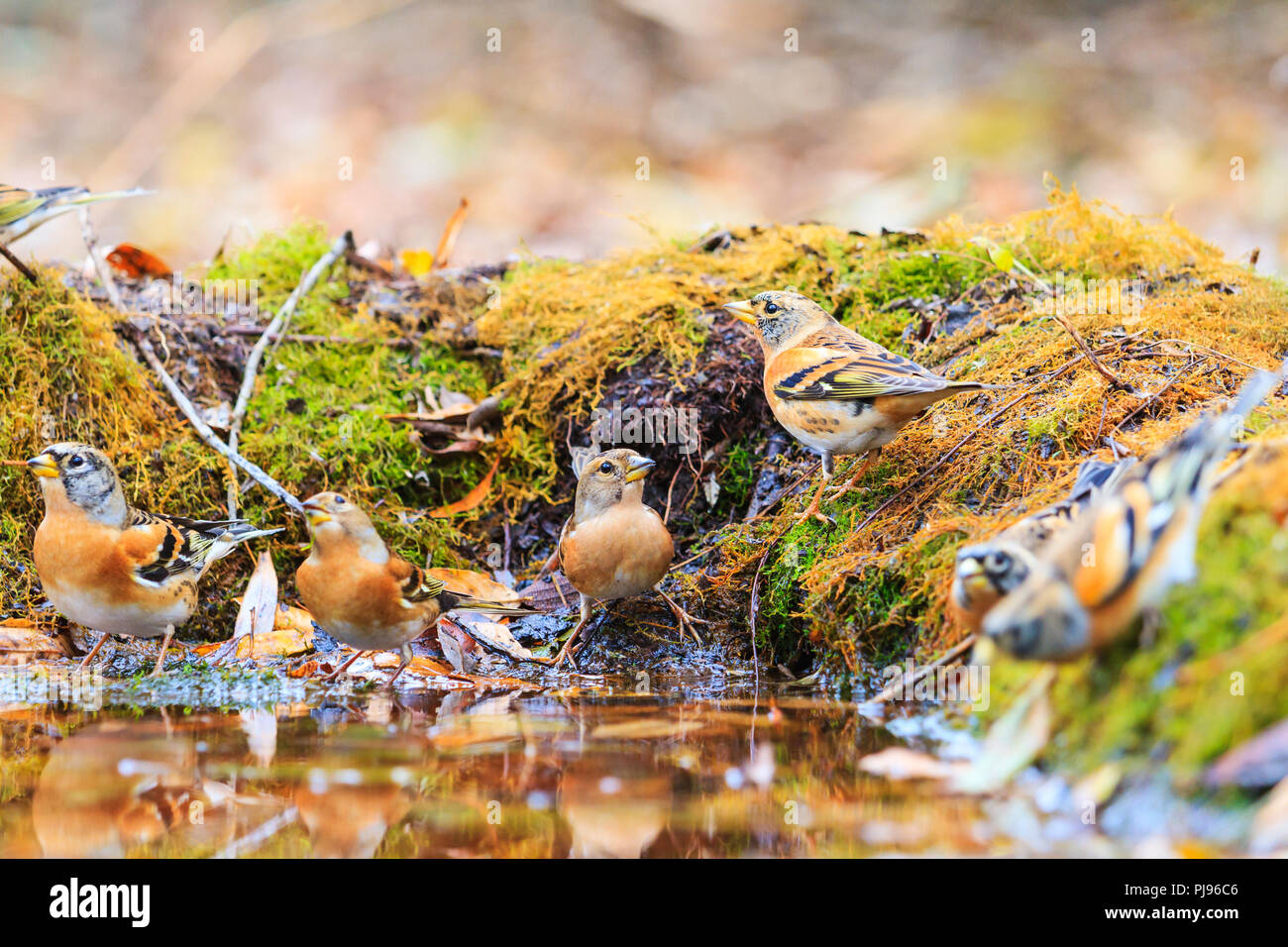 flock of beautiful birds drinking water in autumn forest , wildlife in ...