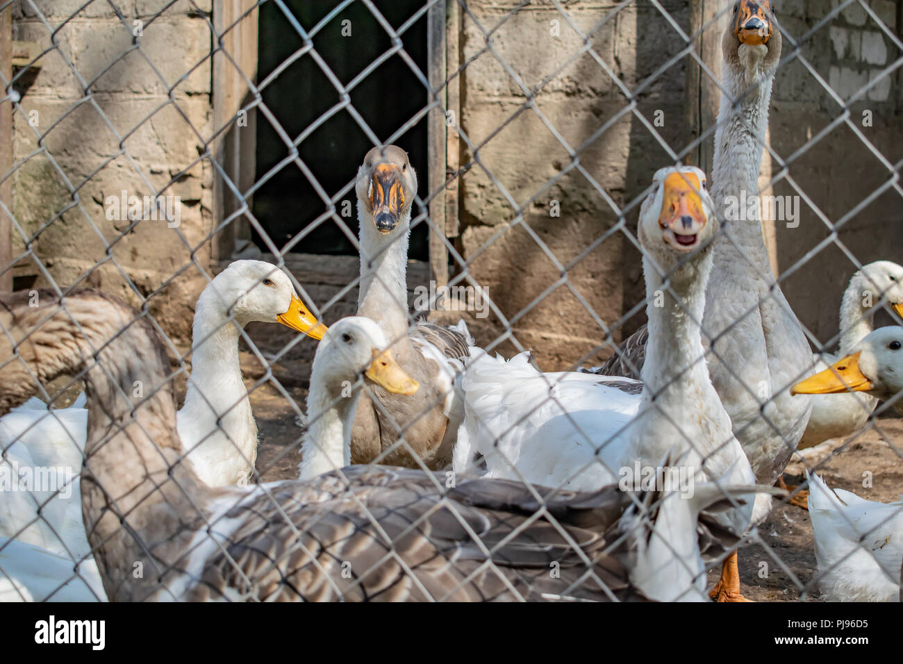 Domestic muscovy ducks hi-res stock photography and images - Alamy