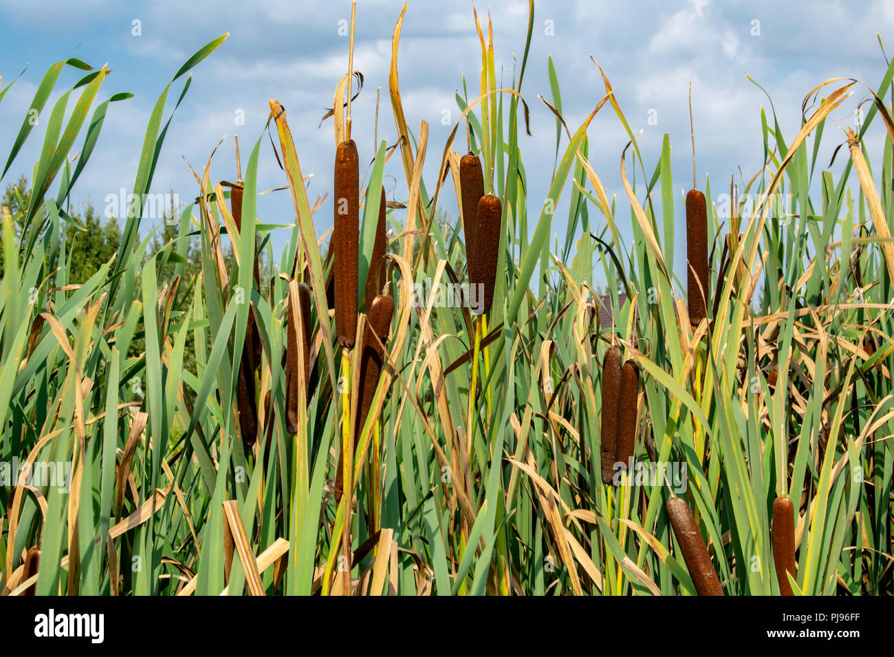 Reed water plant growth hi-res stock photography and images - Alamy