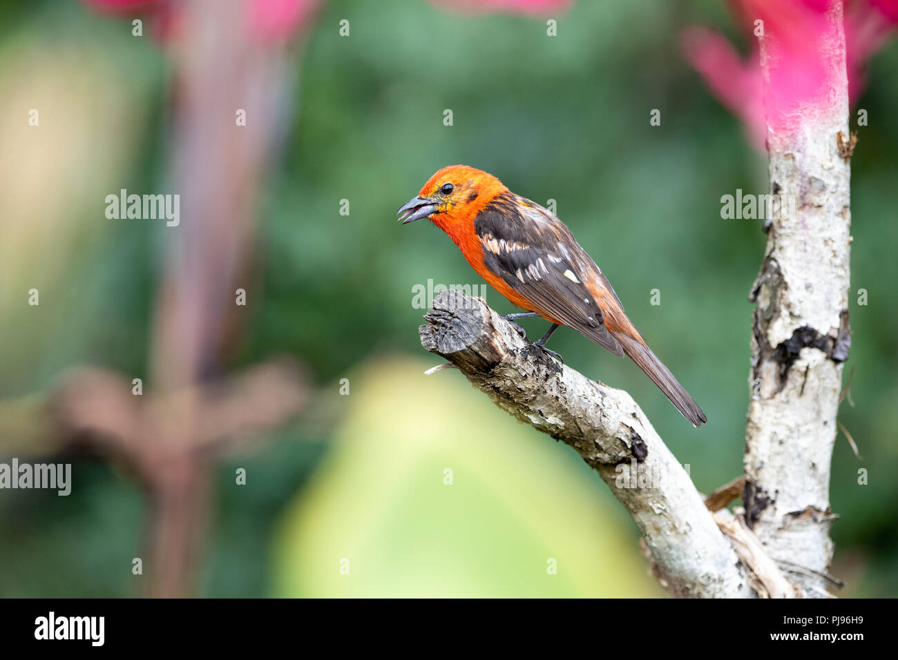 Male Flame-colored Tanager (Piranga bidentata) in Costa Rica Stock ...