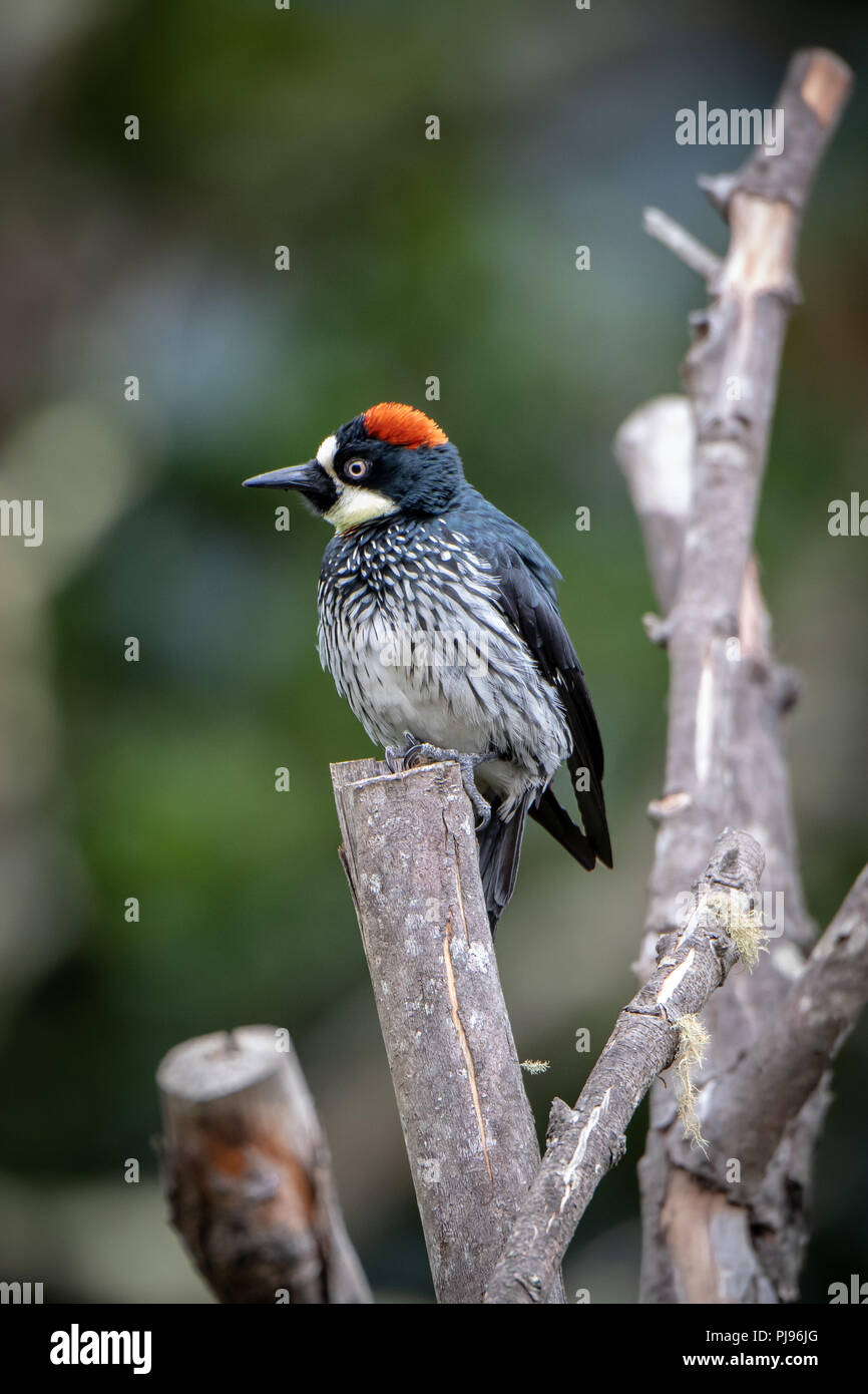 Female Acorn Woddpecker (Melanerpes formicivorus) in Costa Rica Stock ...