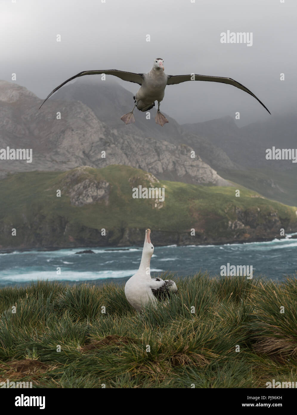 A male wandering albatross (Diomedia exulans) sky pointing at a female ...