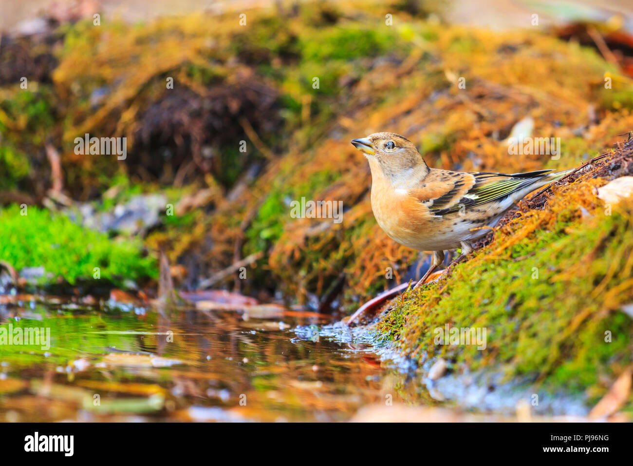 lone bird on forest watering , wildlife in the autumn period Stock ...
