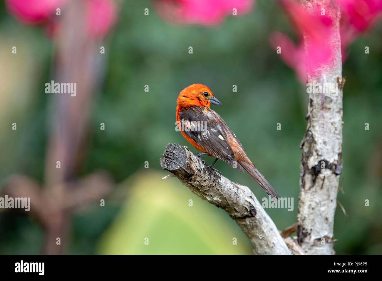 Cardinal bird pair hi-res stock photography and images - Alamy
