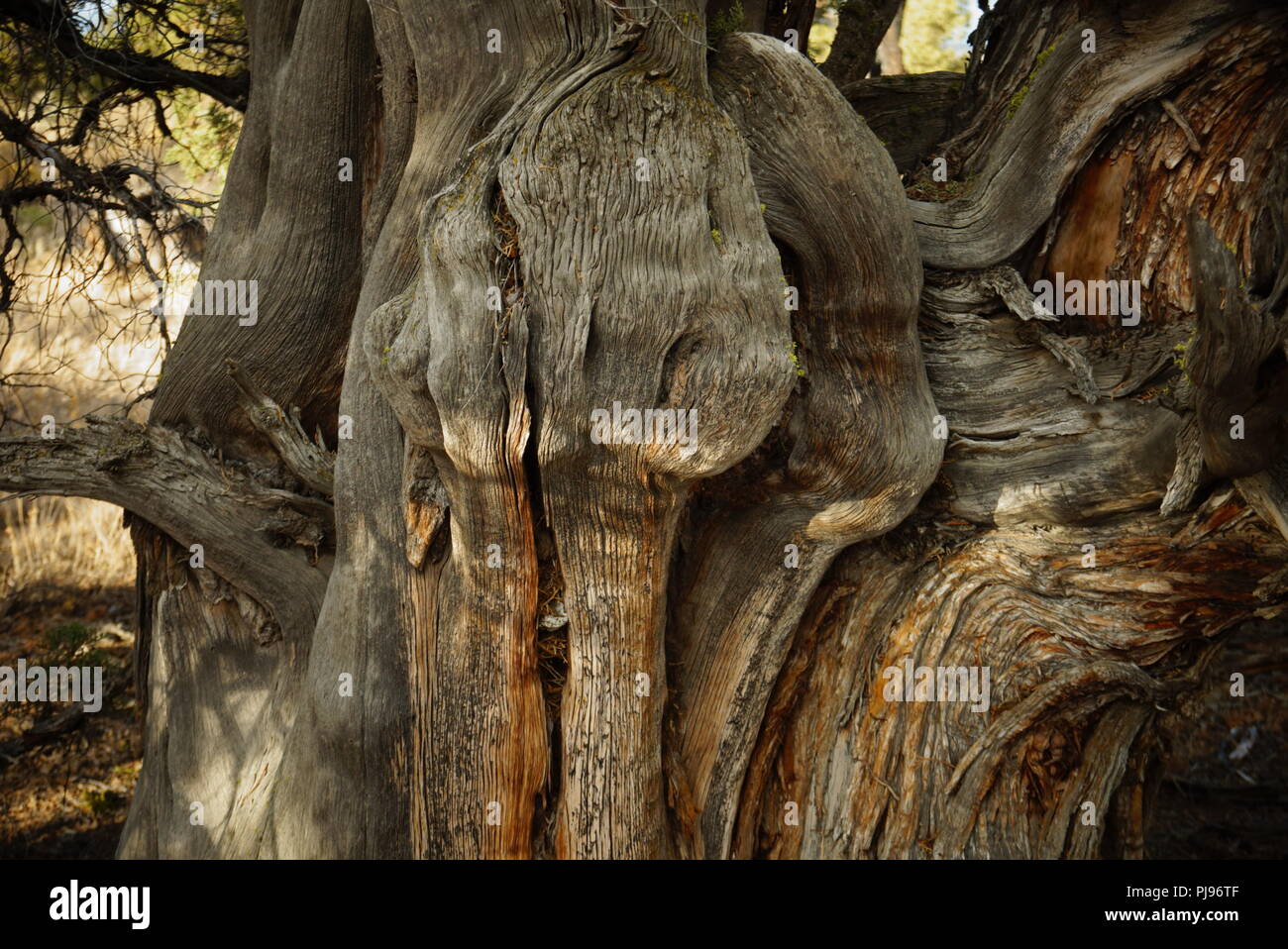 Western juniper woodland hi-res stock photography and images - Alamy