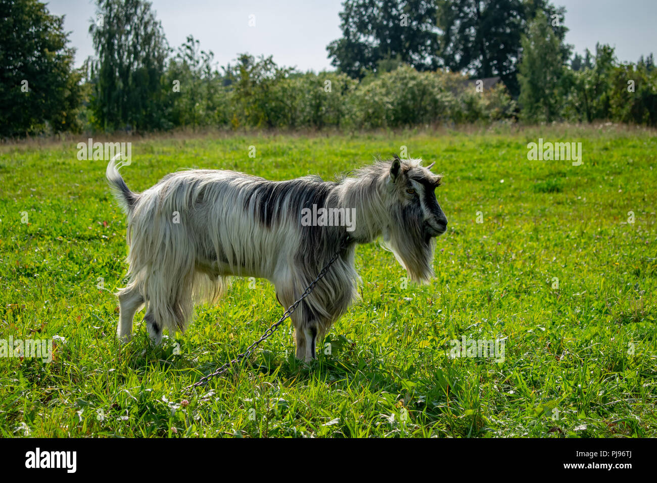 a goat grazing on a lawn in summer Stock Photo - Alamy