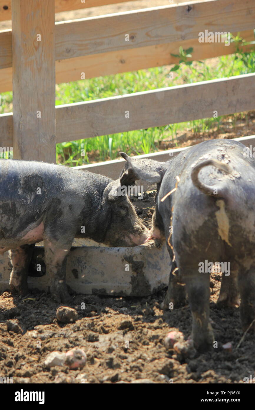 Pig Trough Stock Photos & Pig Trough Stock Images - Alamy