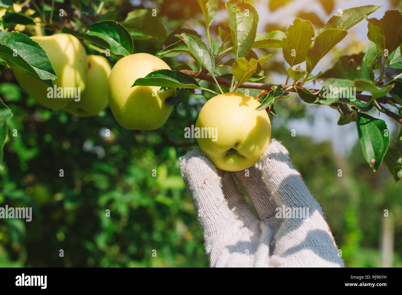 Picking up apple hi-res stock photography and images - Alamy