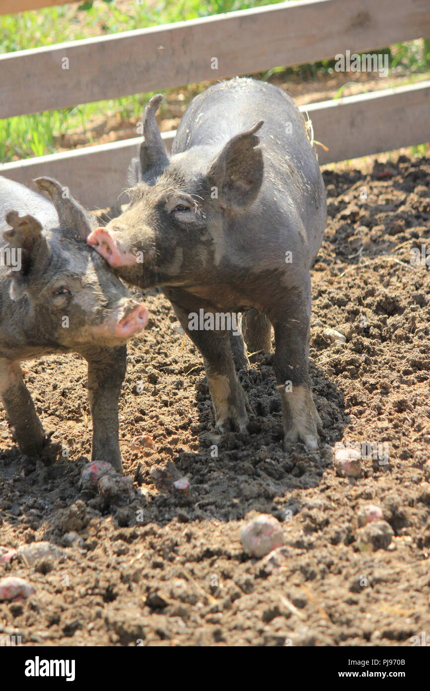 Two domestic pigs running around in their muddy pig pen on a hot summer ...