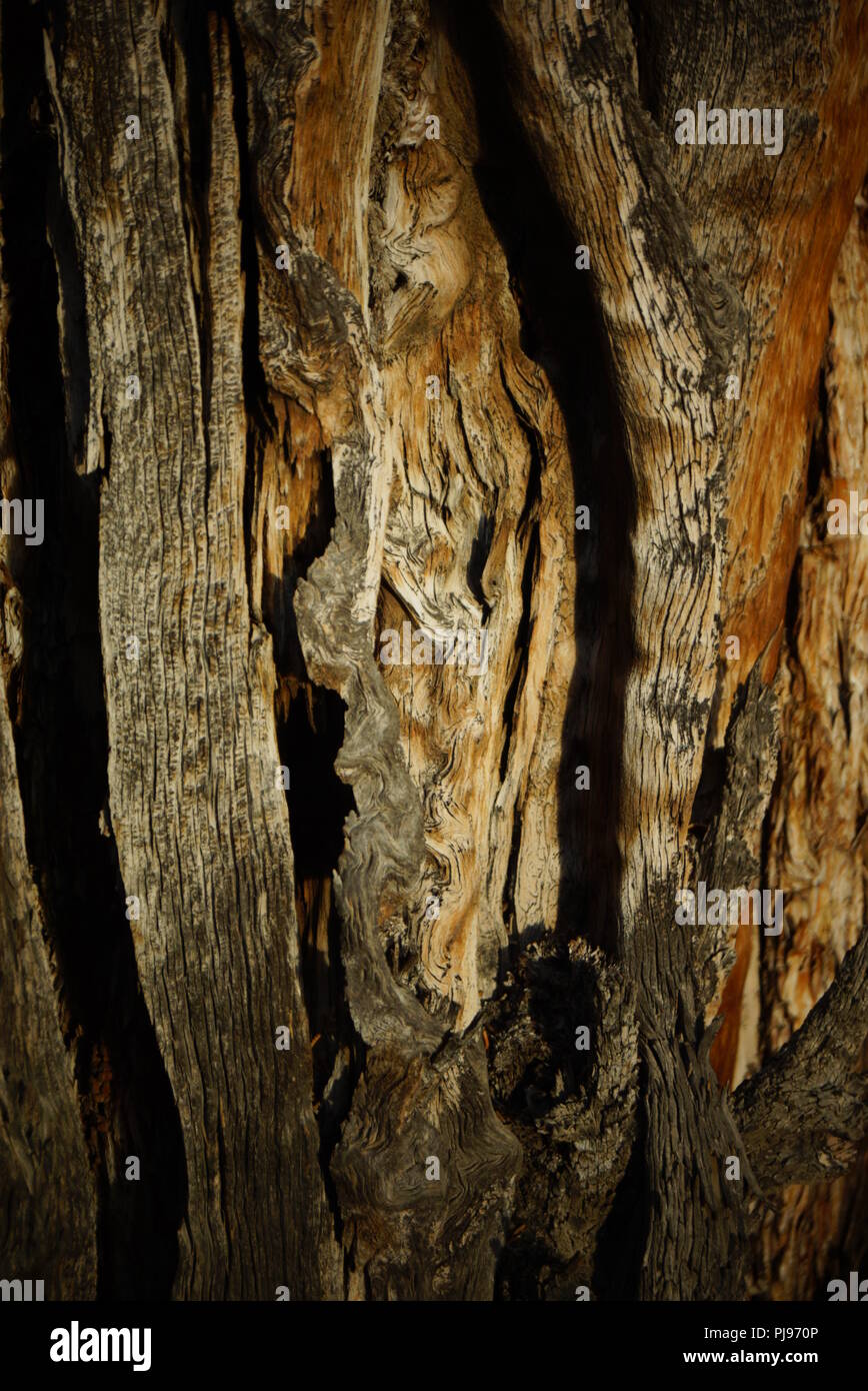 Juniper Bark Texture High Resolution Stock Photography and Images - Alamy