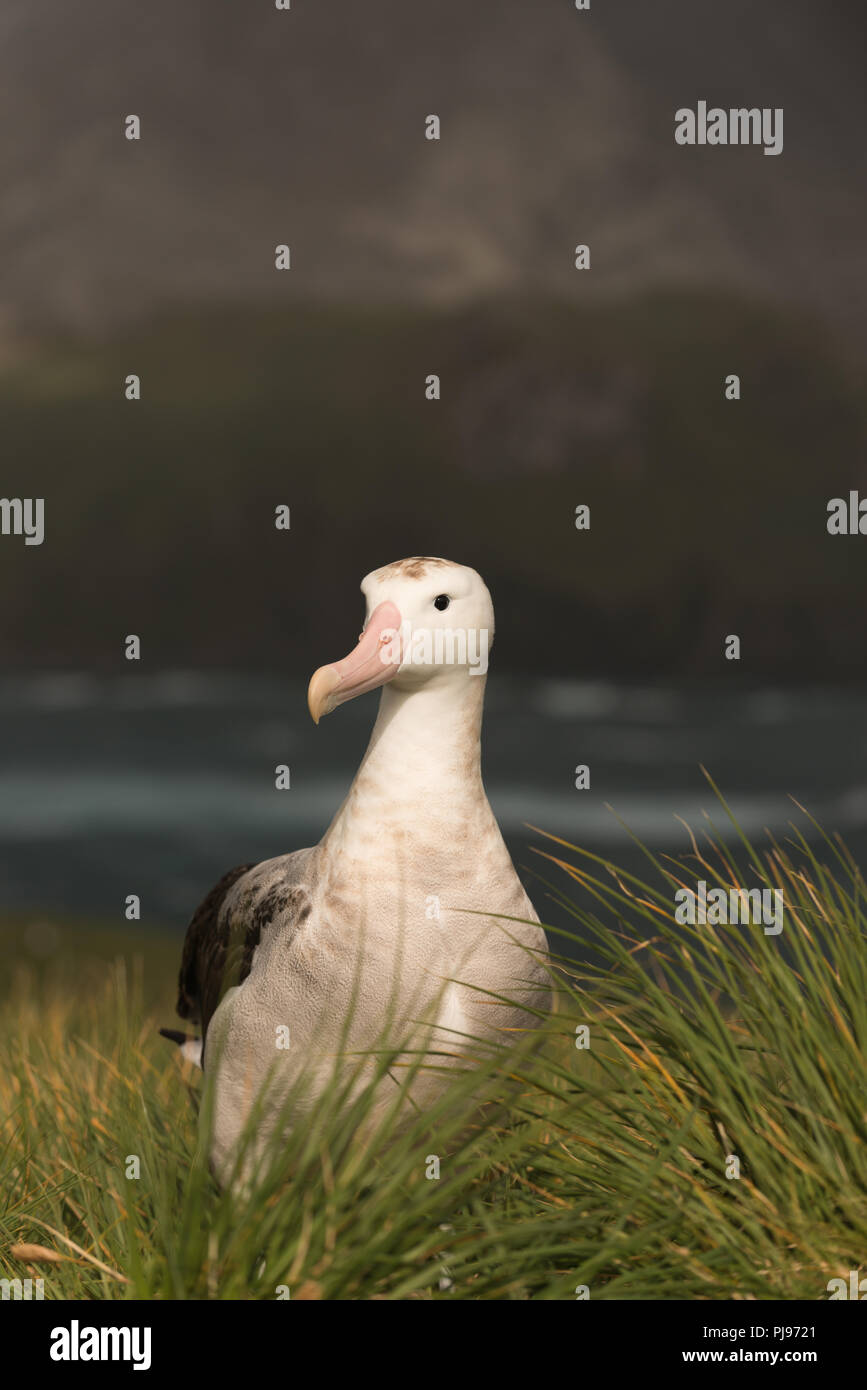 Sub antarctic island rare hi-res stock photography and images - Alamy