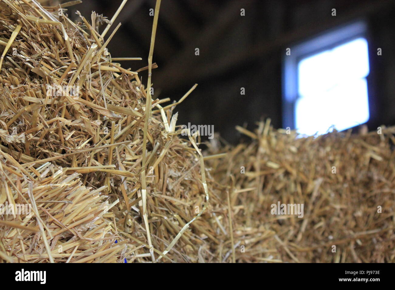 Piles of fresh hay stacked in the barn in Wagner Farm in Glenview ...