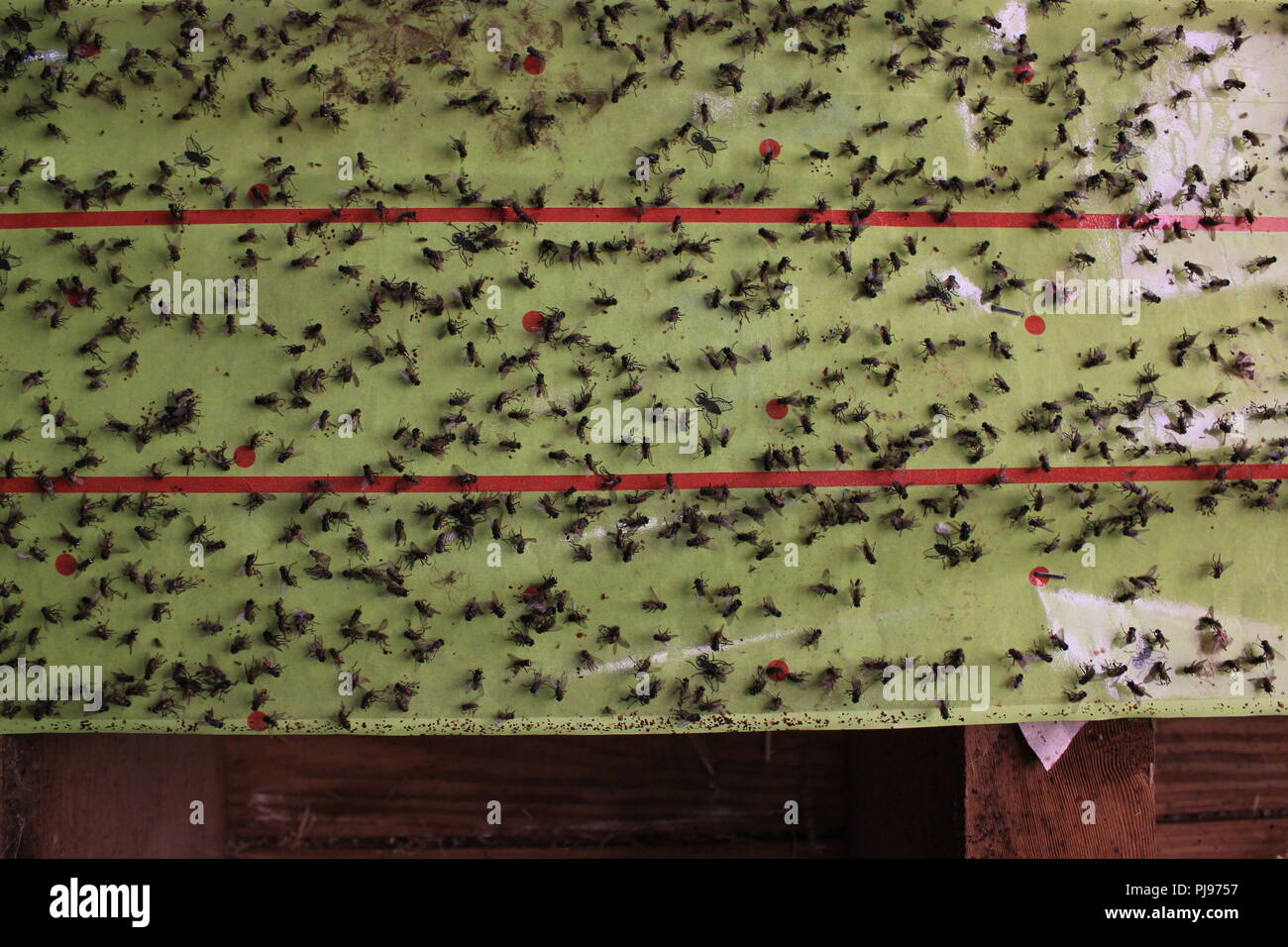 Flies on flypaper hi-res stock photography and images - Alamy