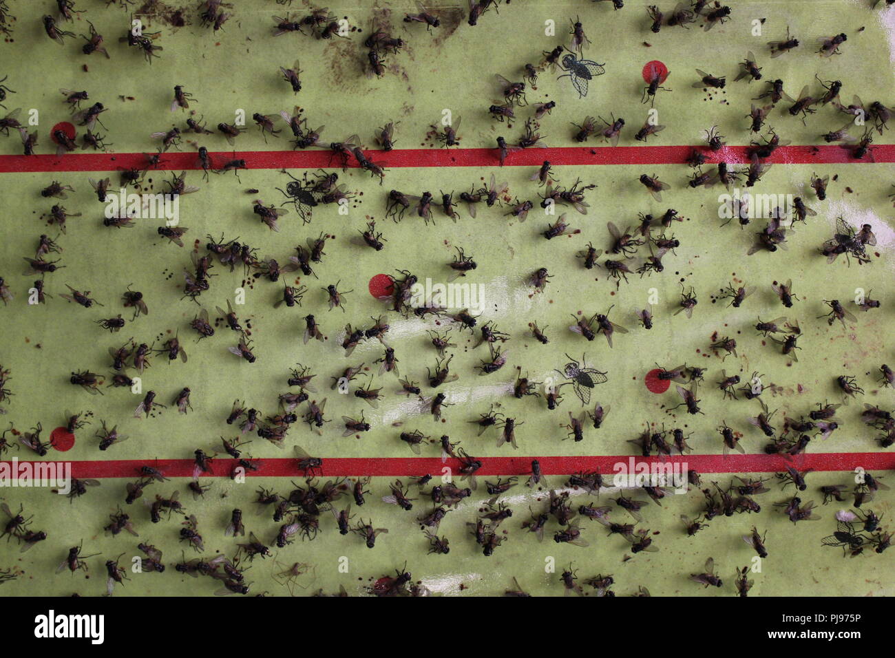 Extremely sticky and absolutely full fly paper with tons of dead flies ...