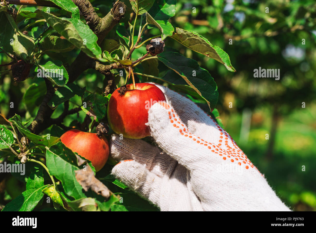 Hand picking apple fruit in organic orchard, close up Stock Photo - Alamy