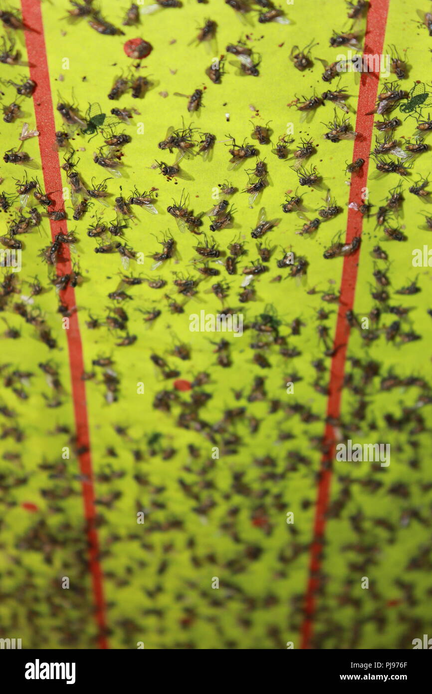 Tons of insects hi-res stock photography and images - Alamy