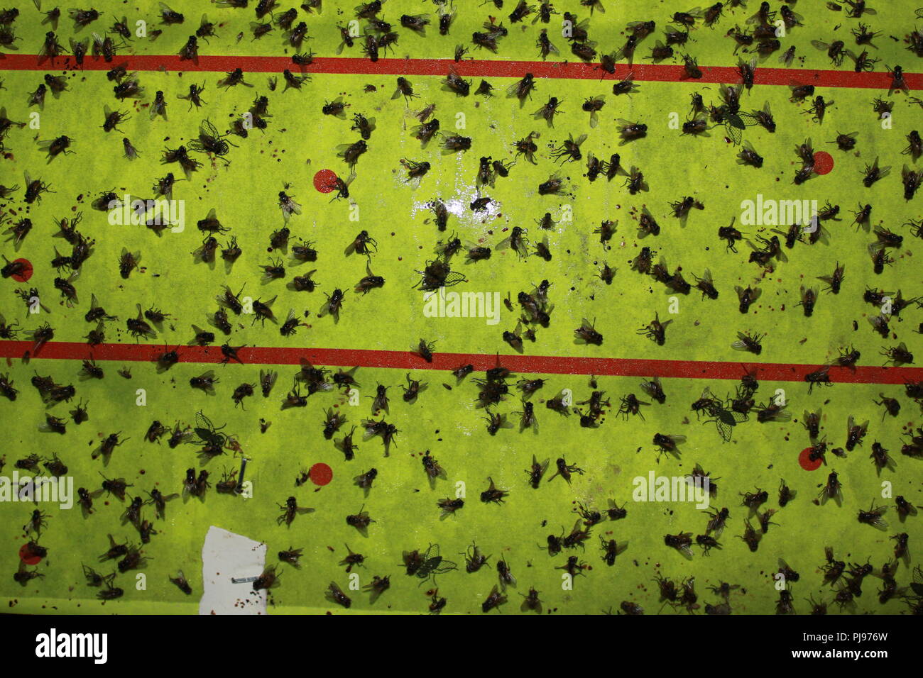 Extremely sticky and absolutely full fly paper with tons of dead flies ...