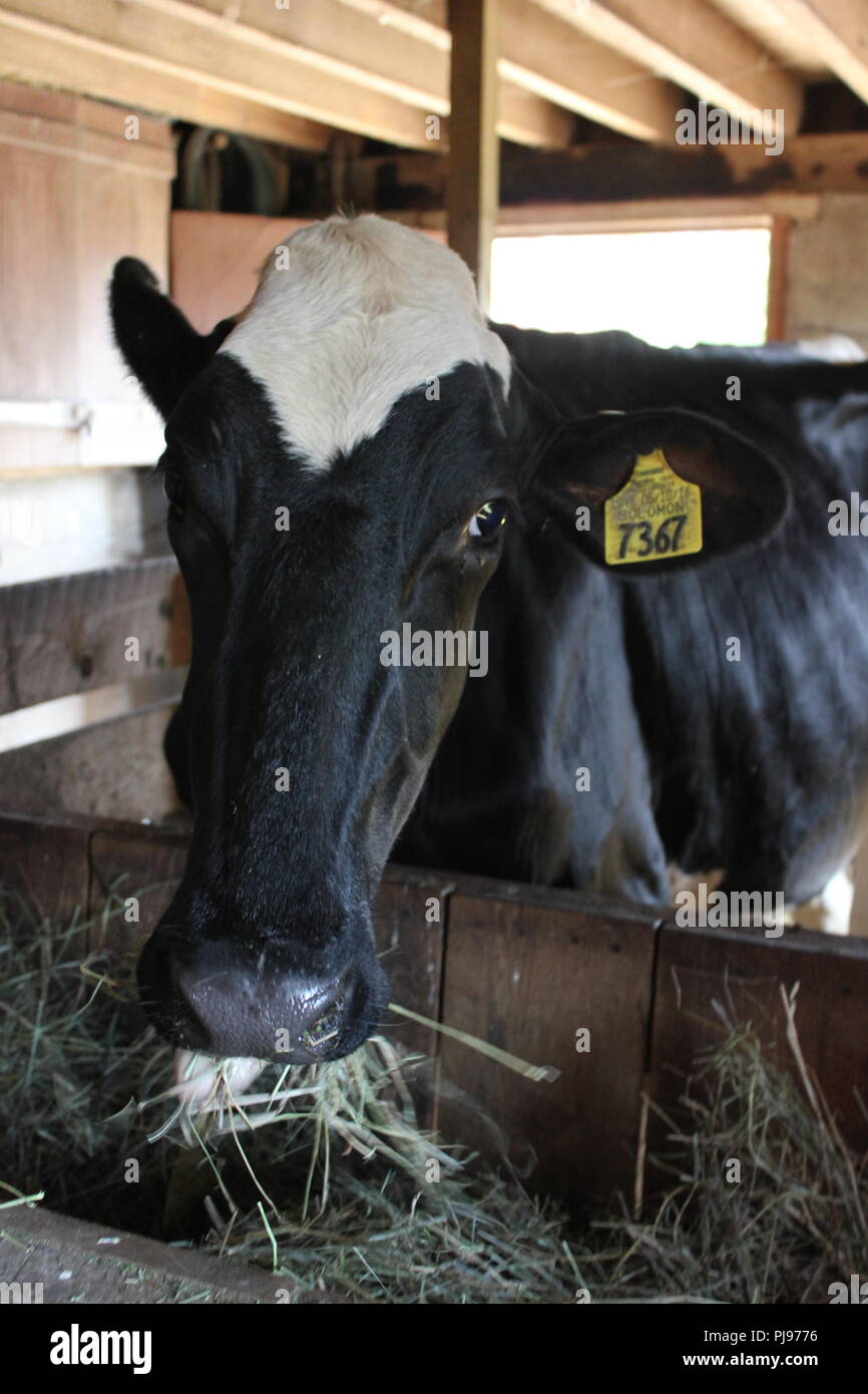 Dairy cow, bos taurus, wearing a dewlap livestock tag while hanging out ...